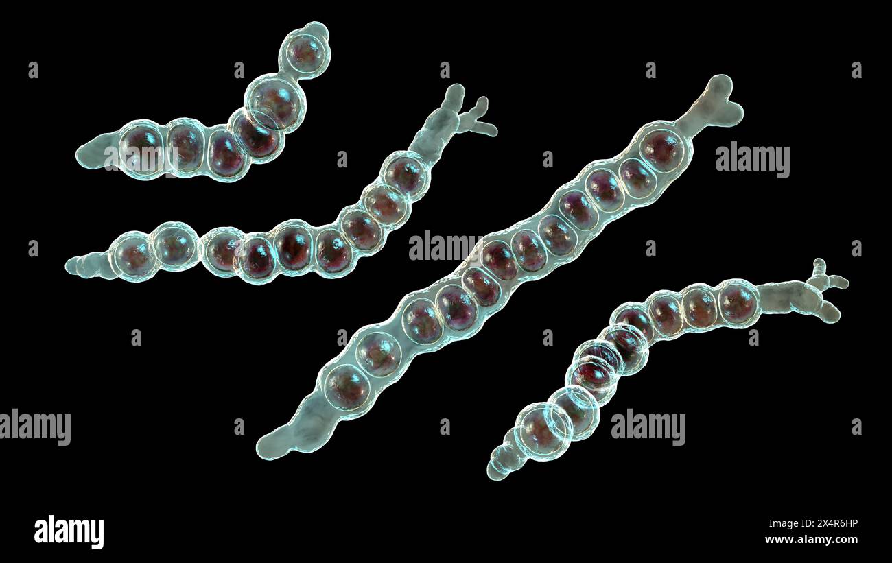 Trichophyton verrucosum immagini e fotografie stock ad alta risoluzione ...