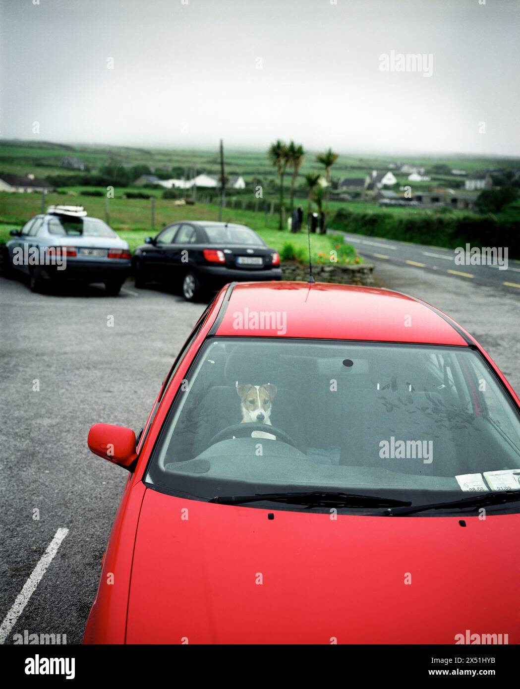 Scena bizzarra del cane immagini e fotografie stock ad alta risoluzione ...