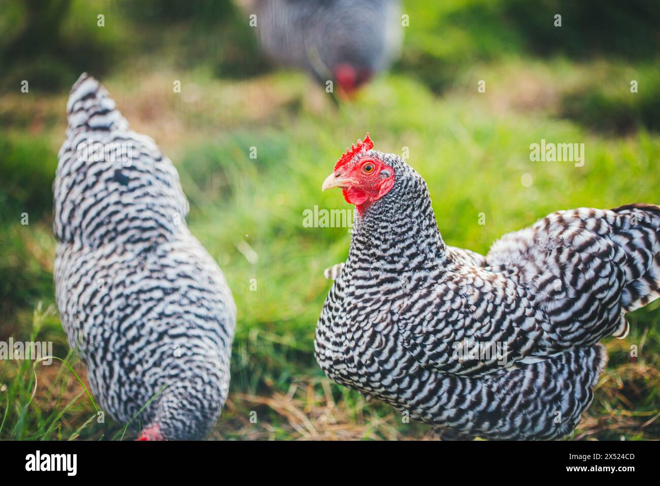 Gallina nana immagini e fotografie stock ad alta risoluzione - Alamy