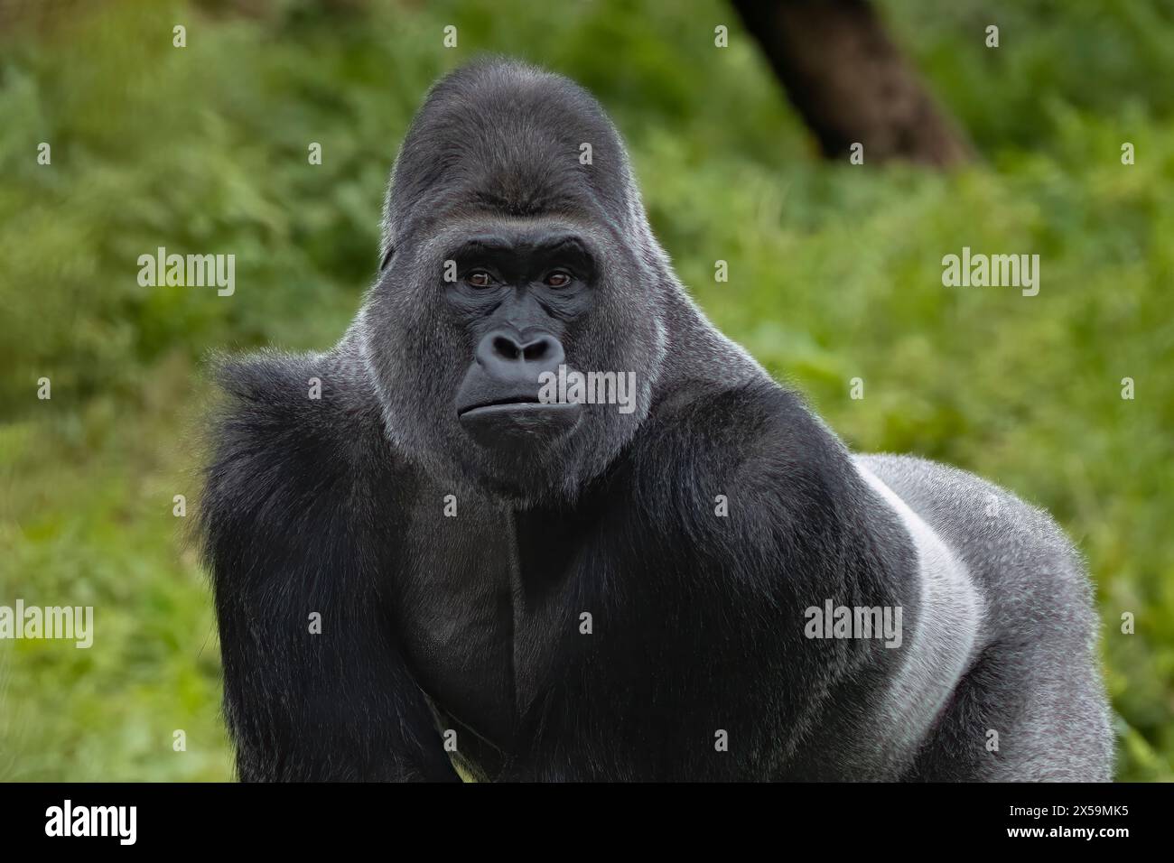 Gorilla skull immagini e fotografie stock ad alta risoluzione - Alamy
