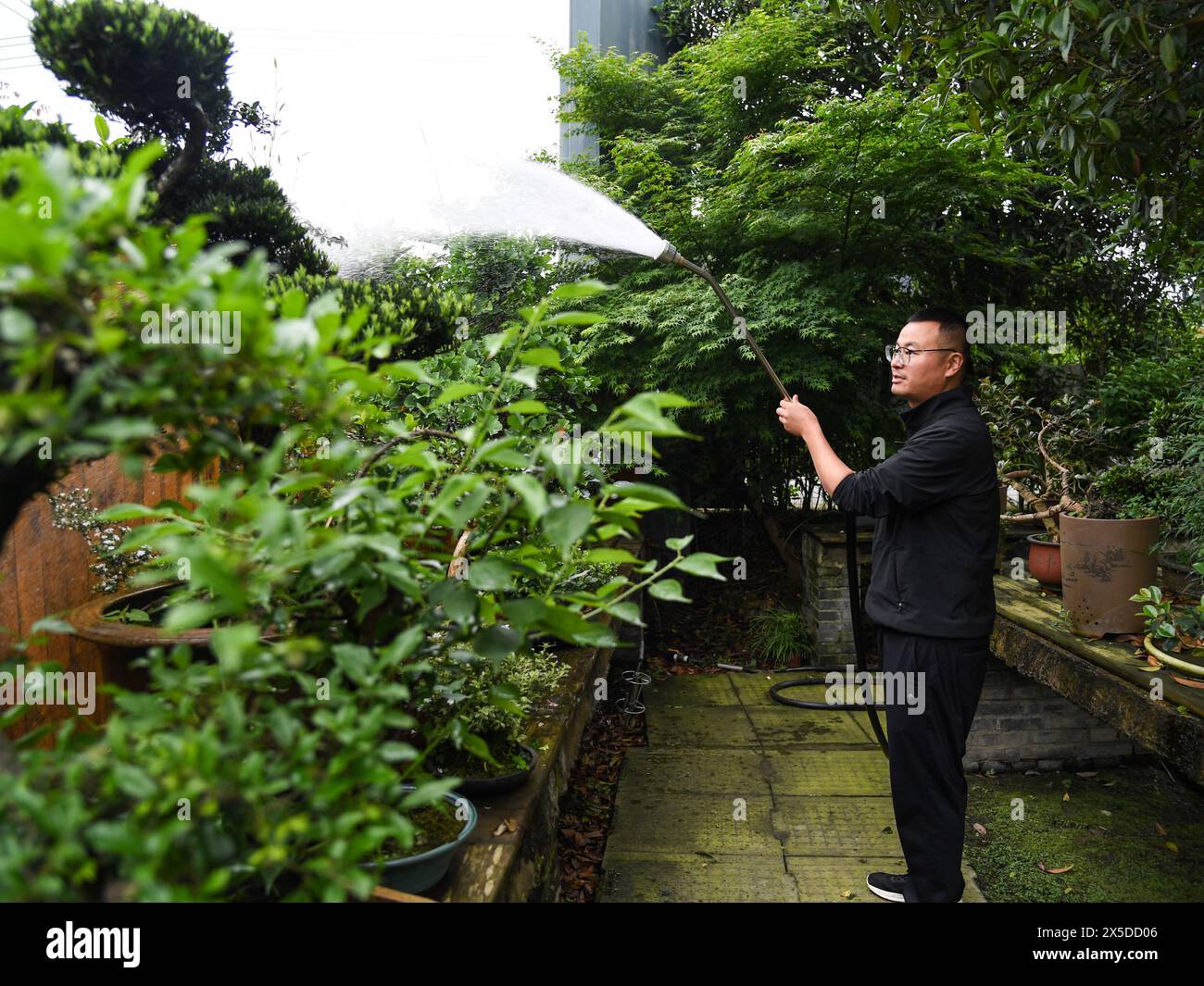 (240509) -- CHENGDU, 9 maggio 2024 (Xinhua) -- piante bonsai Chen ...