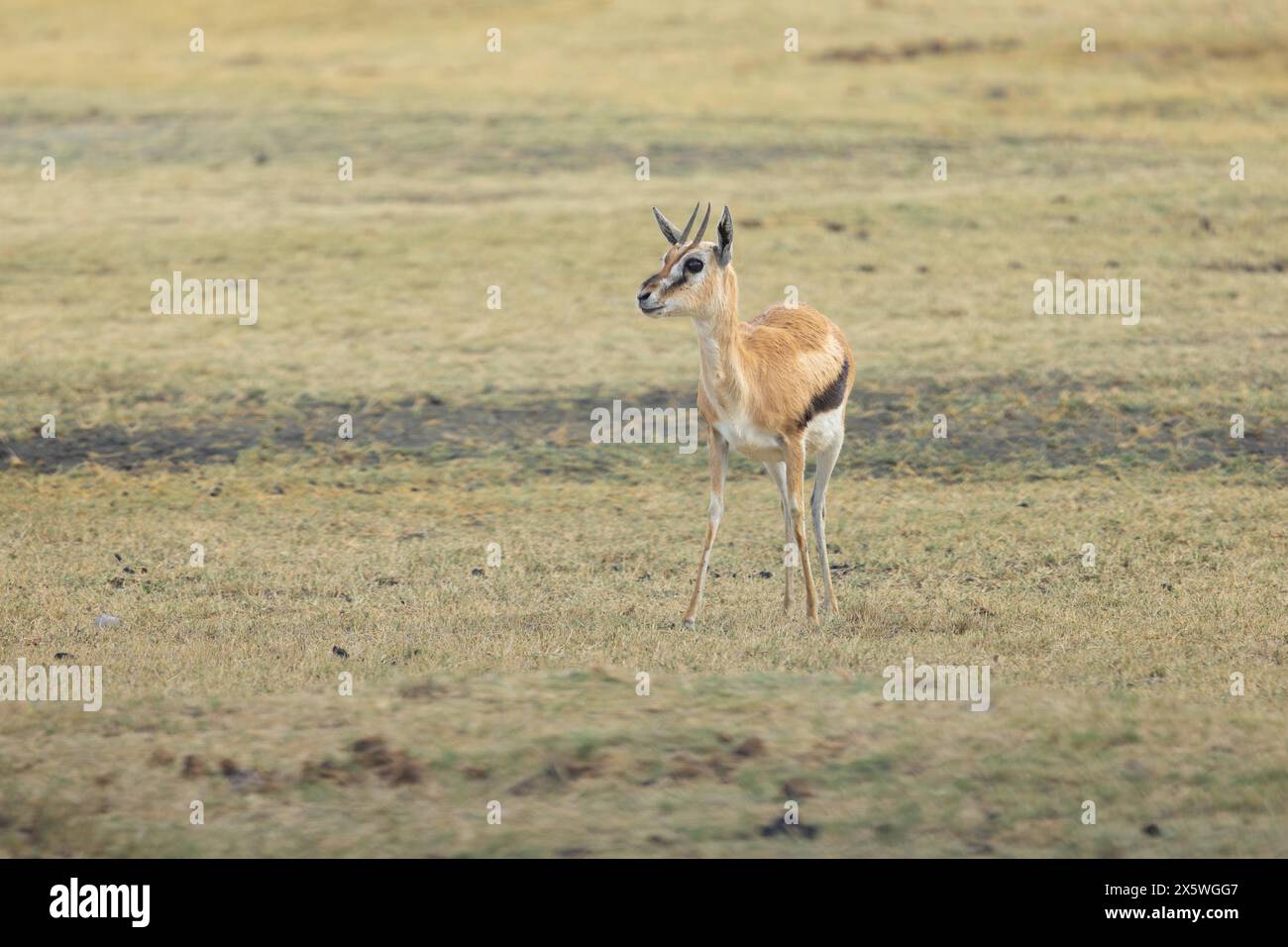 Gazzella africana immagini e fotografie stock ad alta risoluzione - Alamy