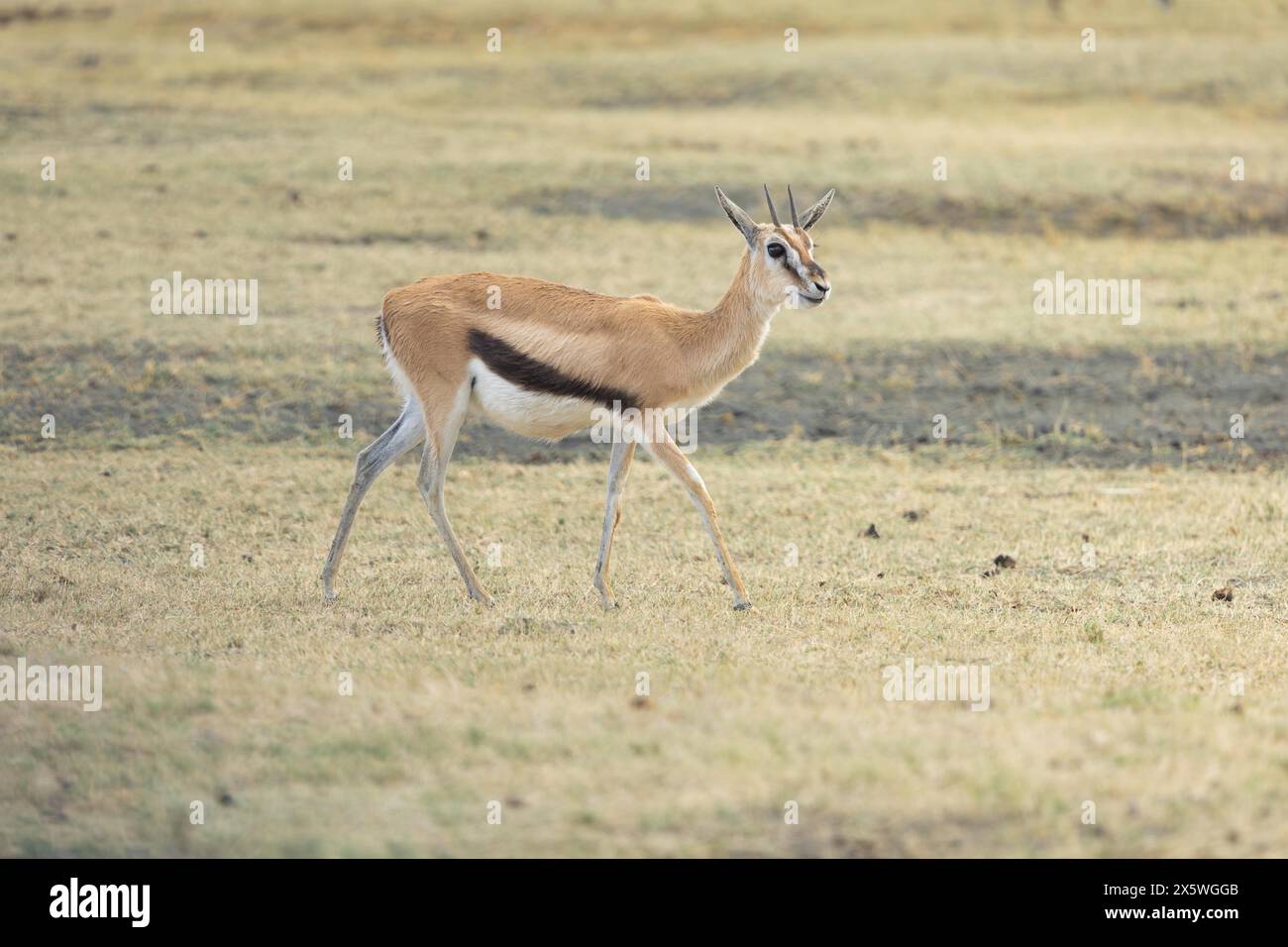 Gazzella africana immagini e fotografie stock ad alta risoluzione - Alamy