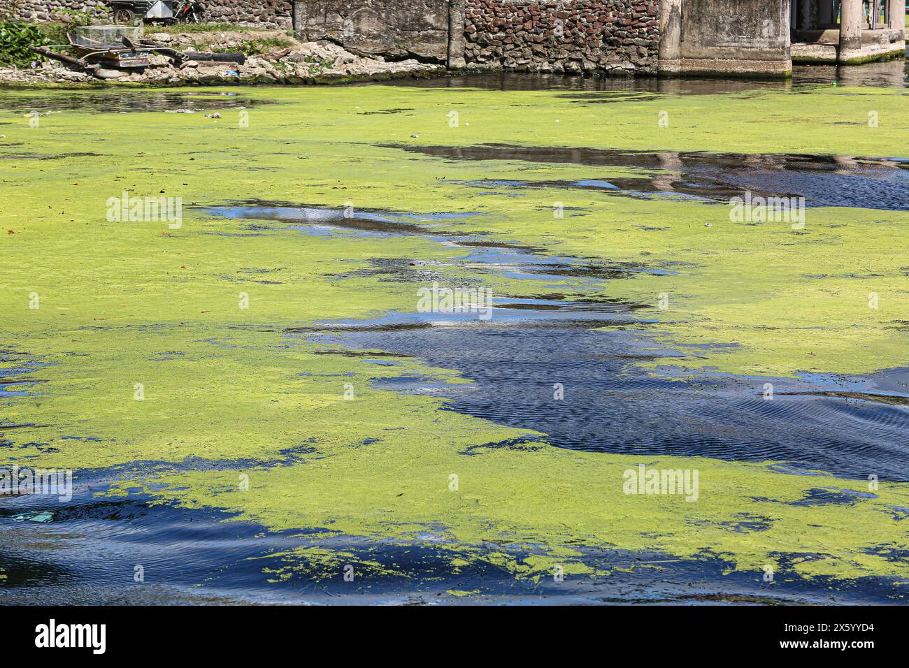 Talisay, Filippine. 11 maggio 2024: Eutrofizzazione e alghe verdi fluorescenti sul lago ...