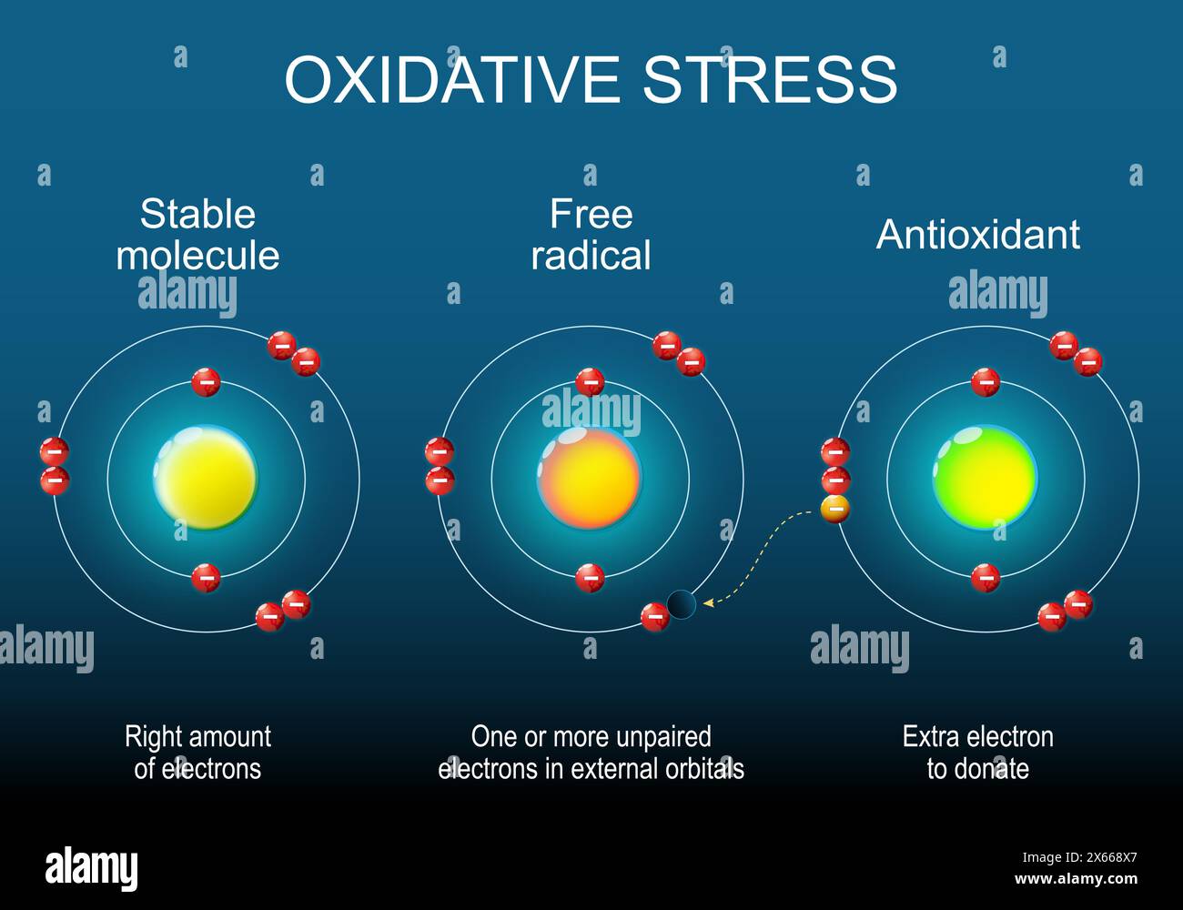 Biologia dei radicali liberi immagini e fotografie stock ad alta ...