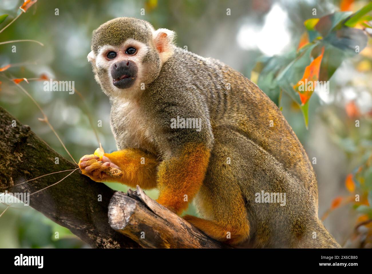 Coda di scimmia immagini e fotografie stock ad alta risoluzione - Alamy