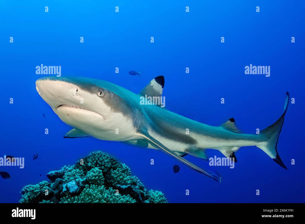 Insel durchsuchen immagini e fotografie stock ad alta risoluzione - Alamy