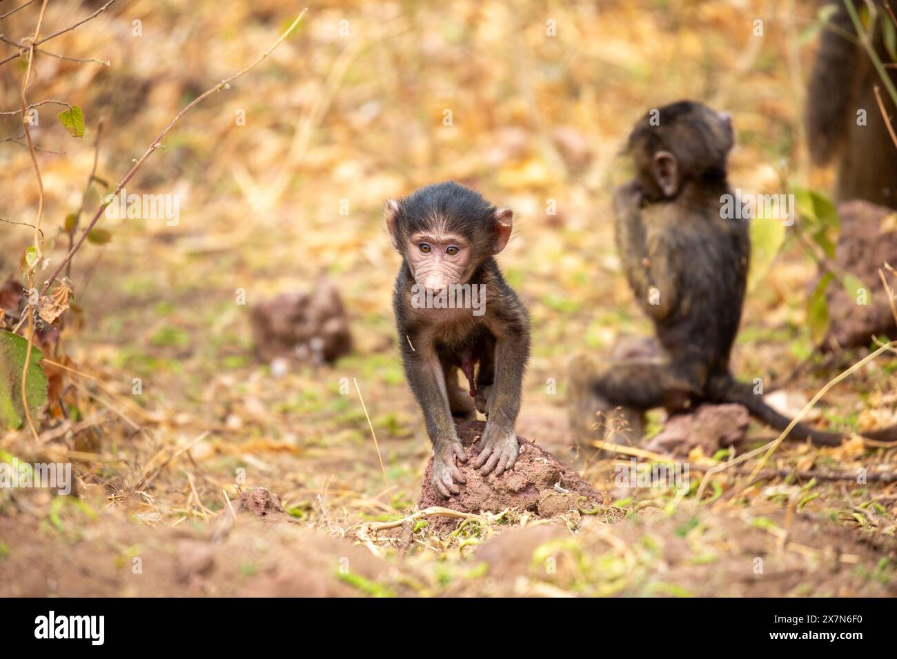 Babbuino olivo giovanile e bambino immagini e fotografie stock ad alta ...