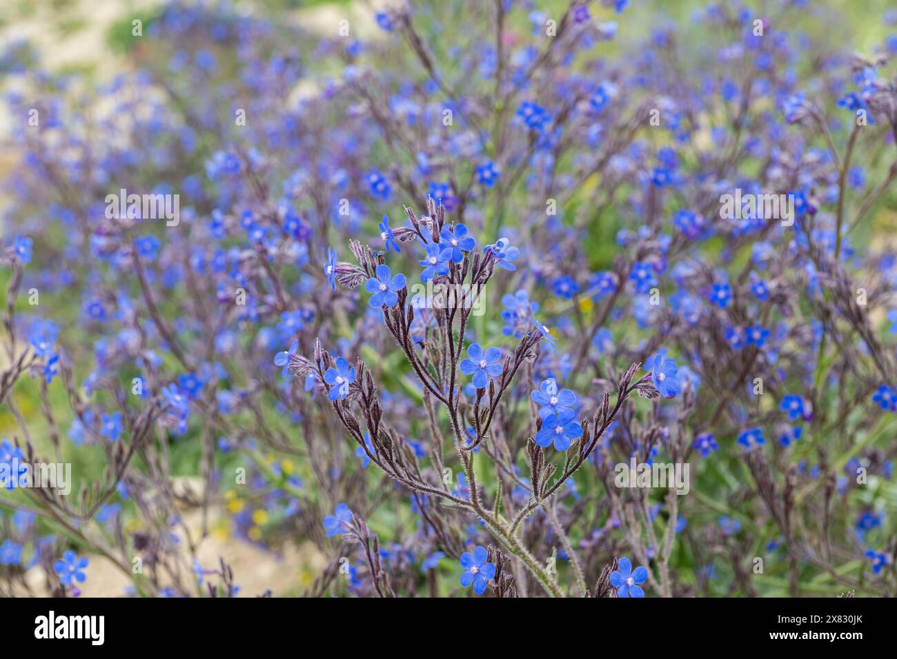 Anchusa azurea ssp azurea immagini e fotografie stock ad alta ...