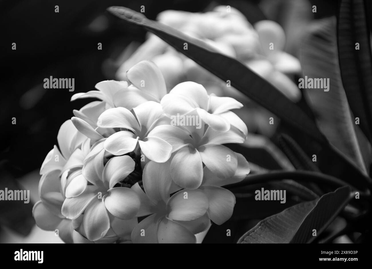 Albero di frangipane plumeria rubra Foto e Immagini Stock in Bianco e ...