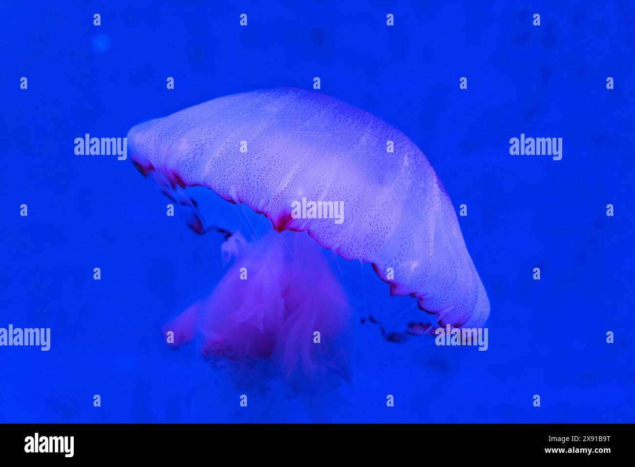 Big red jellyfish immagini e fotografie stock ad alta risoluzione - Alamy