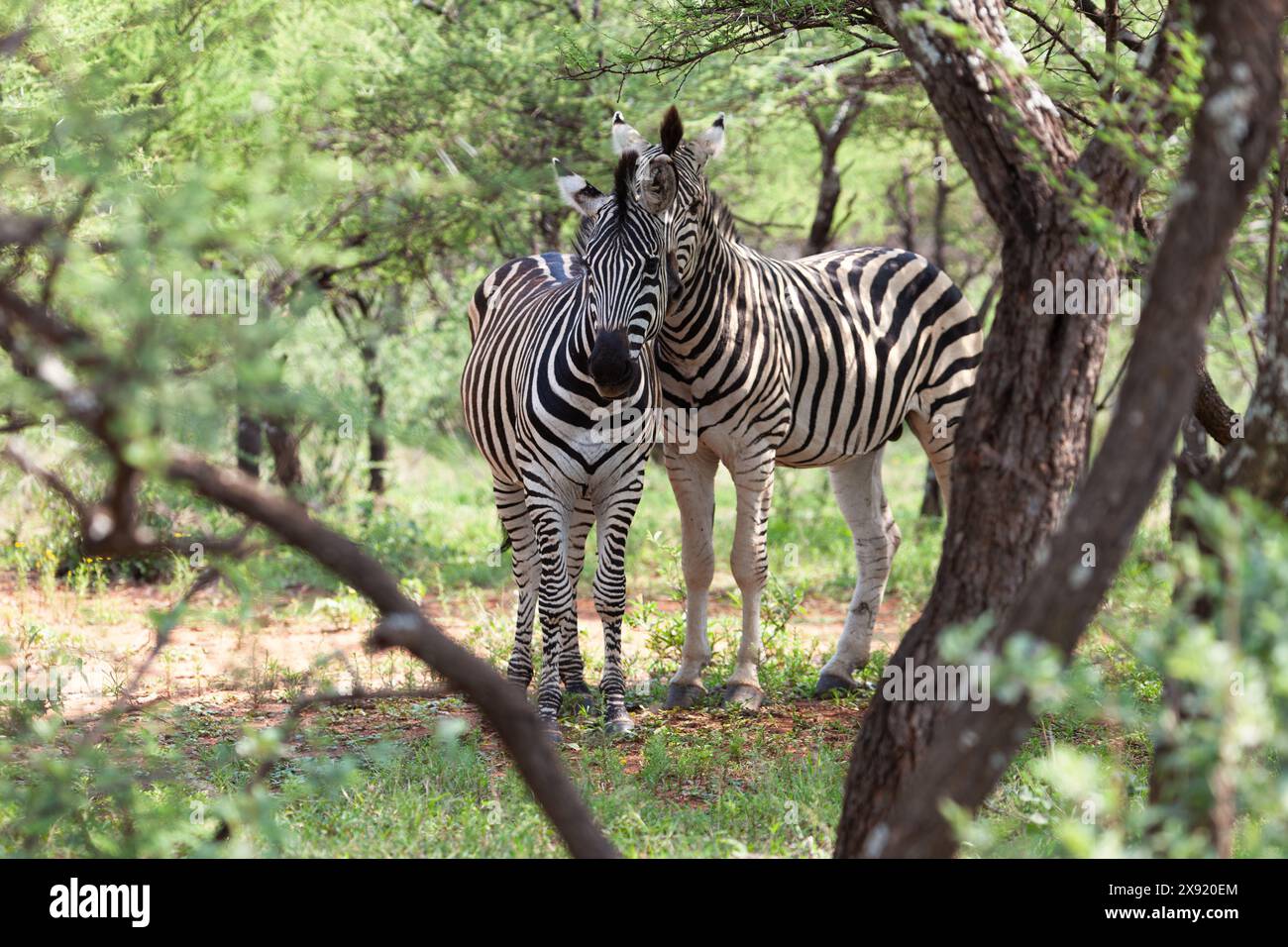 Due zebre nella savana immagini e fotografie stock ad alta risoluzione ...