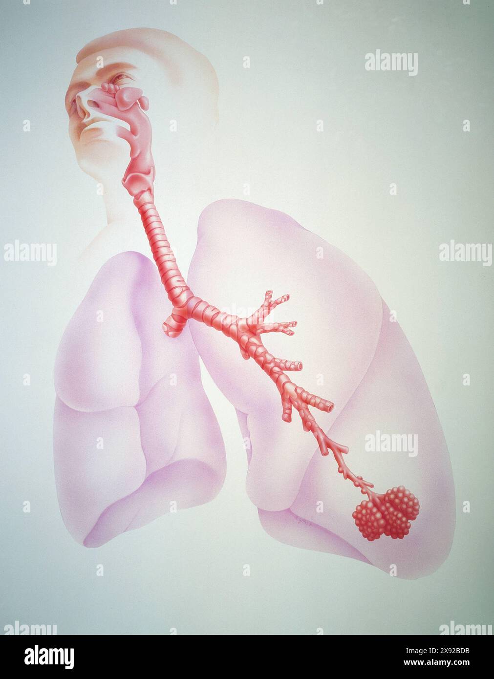 Trachea lungs bronchi disegno immagini e fotografie stock ad alta ...