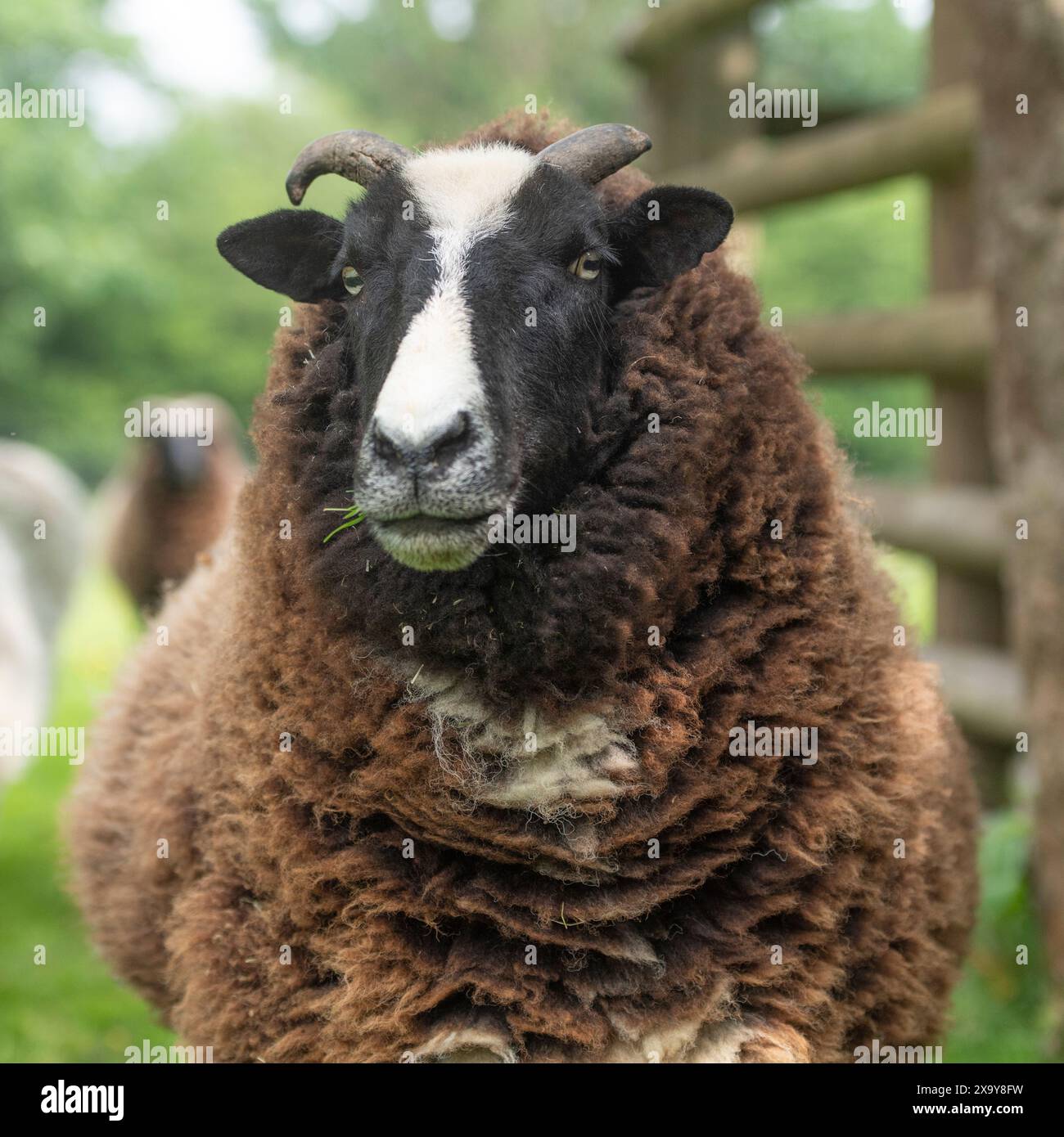 Le pecore si alzarono immagini e fotografie stock ad alta risoluzione ...