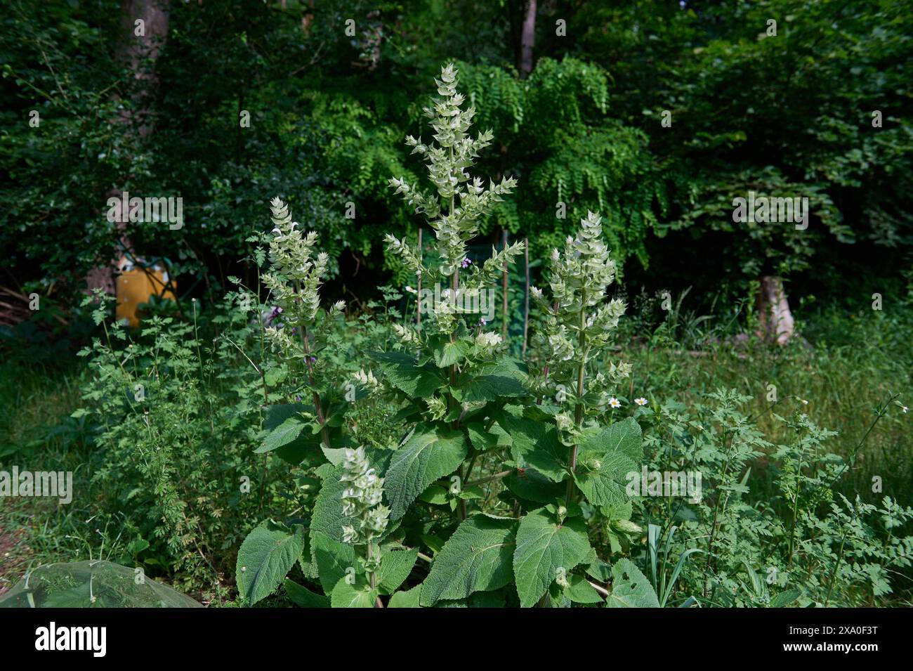 Natur Garten Muskateller-Salbei Bluehender Muskatellersalbei Salvia ...