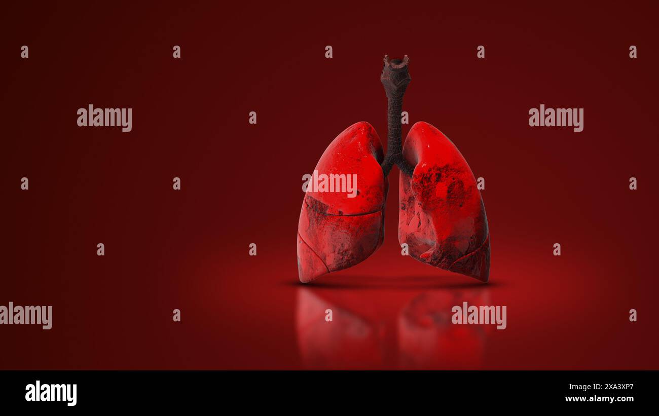 Apparato respiratorio anatomia immagini e fotografie stock ad alta ...