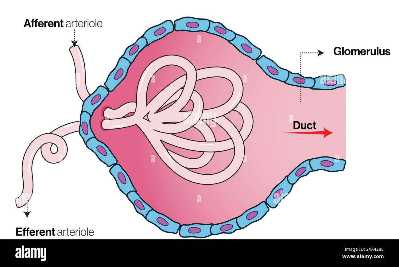 Anatomia del glomerulo del rene Immagini Vettoriali Stock - Alamy