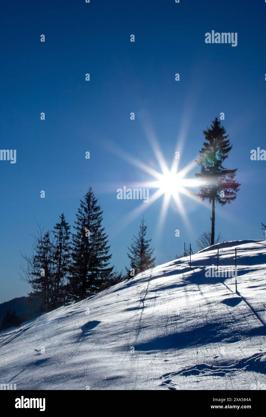 Alberi di bosco illuminati dal sole sulla collina immagini e fotografie ...