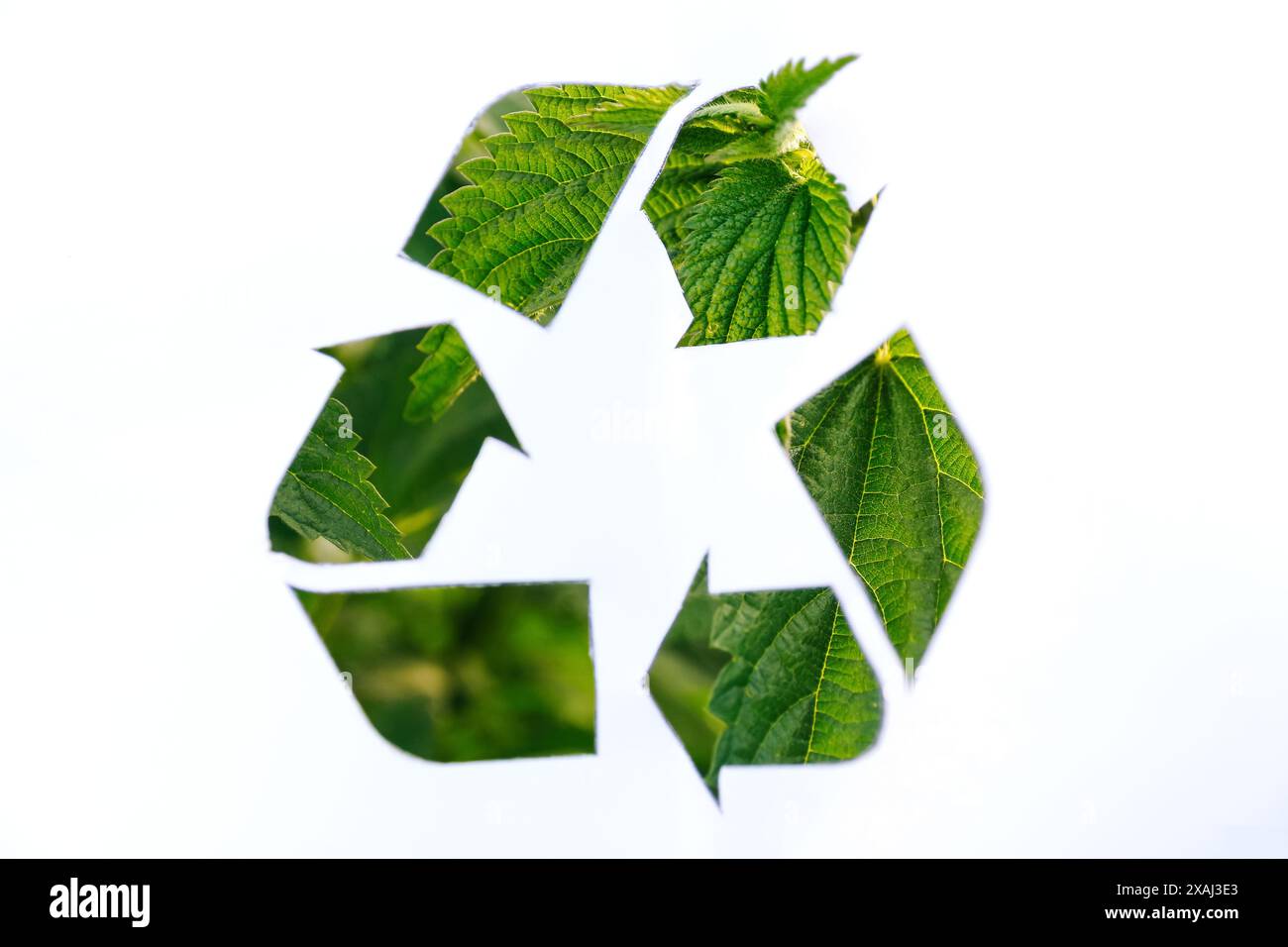 Riciclo su sfondo bianco. Logo ecologico in natura. Impianto verde con ...