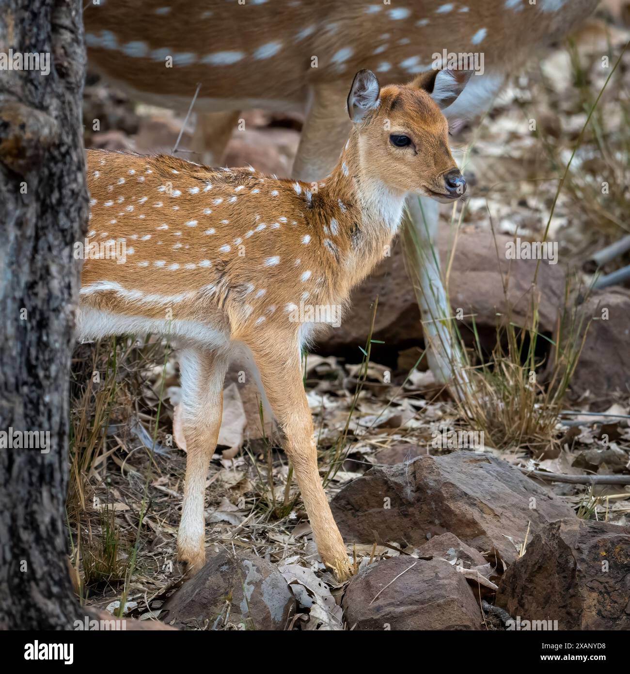 Cervo di tadoba immagini e fotografie stock ad alta risoluzione - Alamy