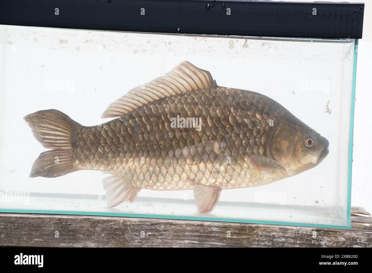 Carpa Prussiana Carpa Prussiana (Carassius Gibelio), Também Conhecida