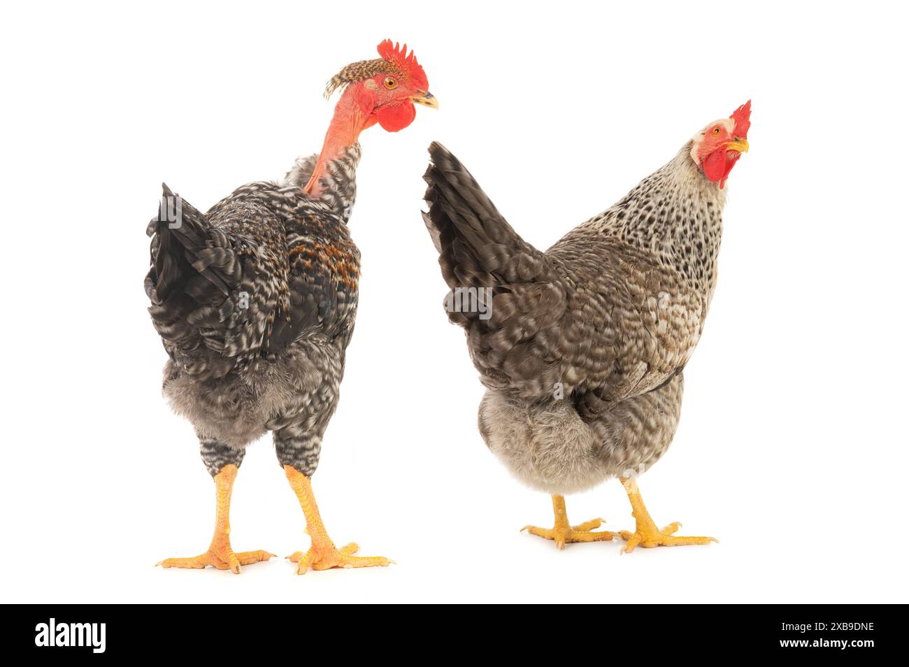 Gallina ruspante nera Immagini senza sfondo e Foto Stock ritagliate - Alamy
