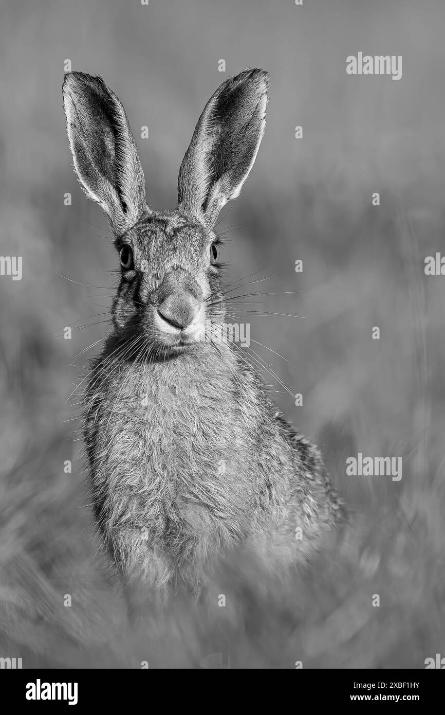 Fauna selvatica in bianco e nero immagini e fotografie stock ad alta ...