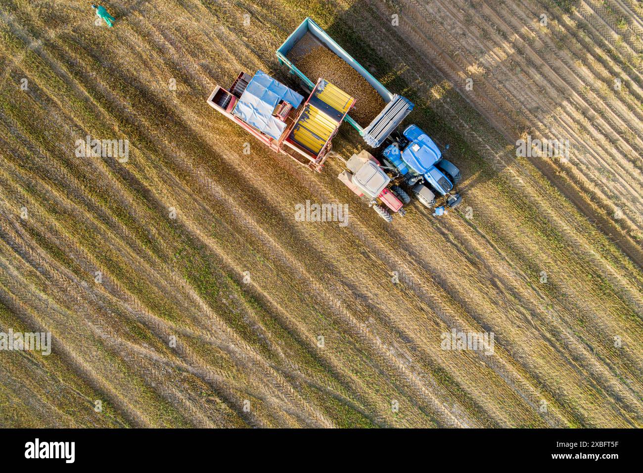 un trattore con trebbiatrice che svuota le patate in un rimorchio ...