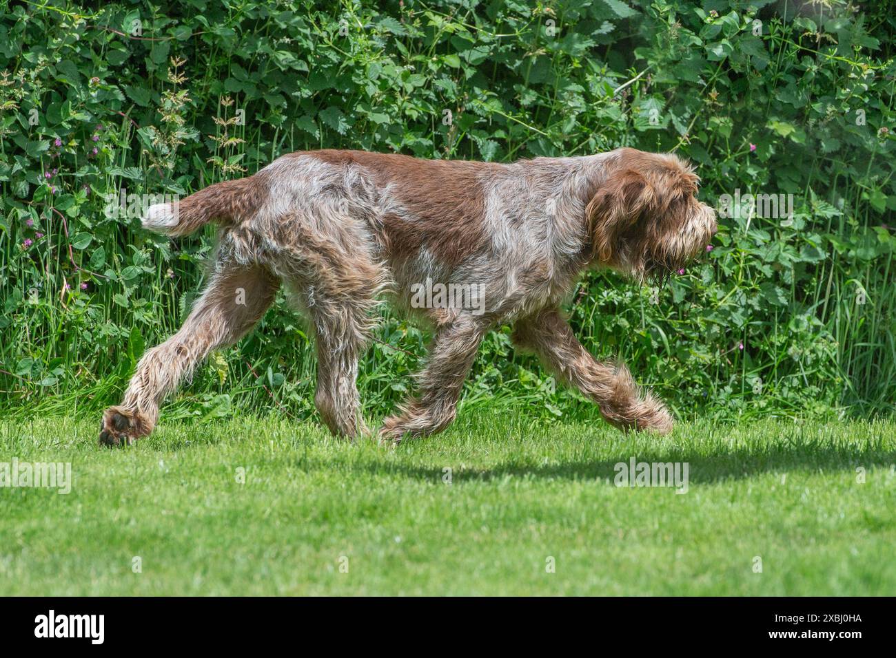 Italian spinone immagini e fotografie stock ad alta risoluzione - Alamy