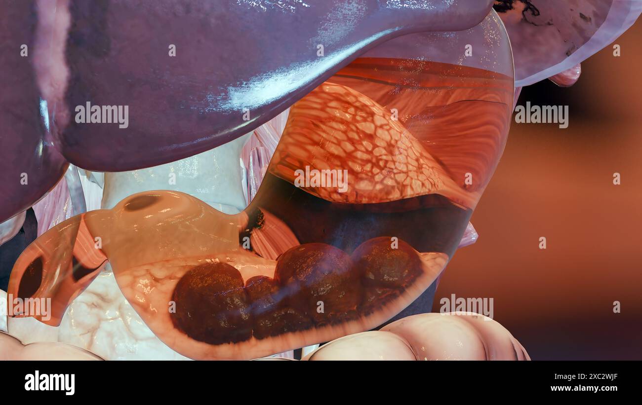 Stomaco umano anatomia digestione, esofago addome gastrico con ...