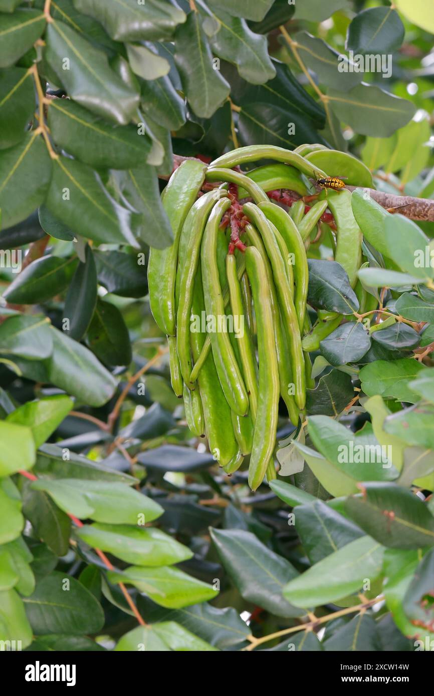 Carrube, carrube, pane di San Giovanni (Ceratonia siliqua), frutta ...
