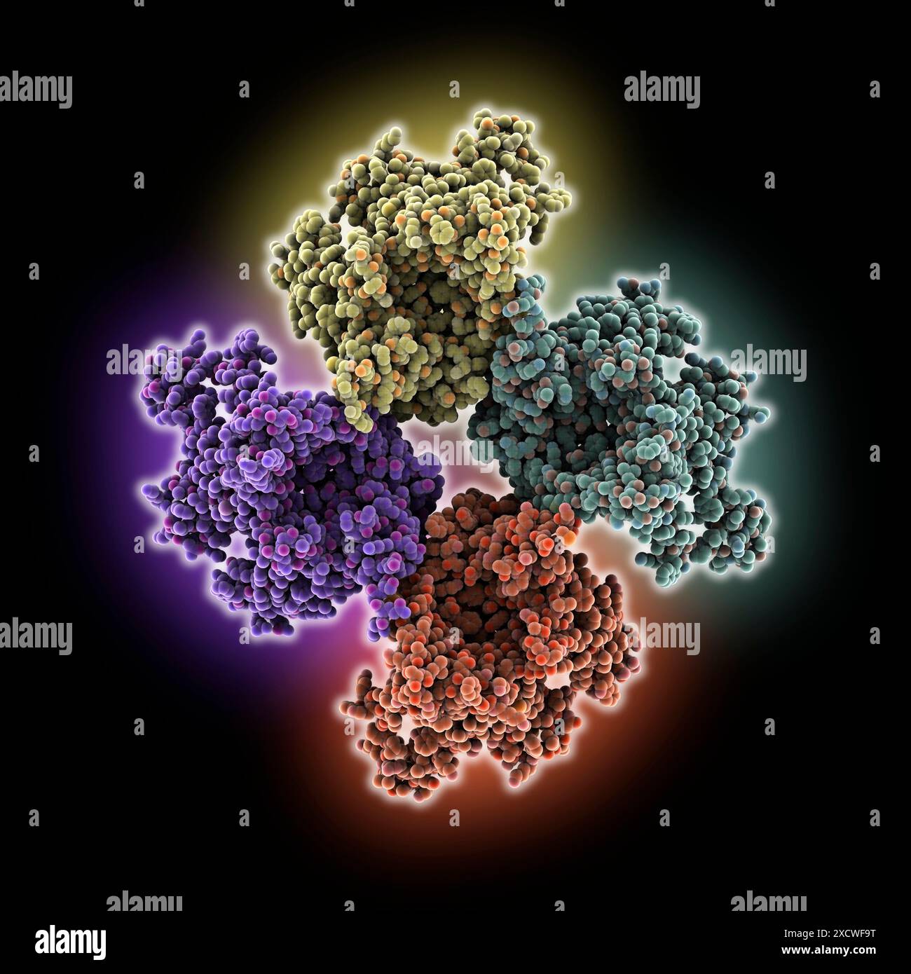Modello molecolare dell'homo-tetramero DltB dello Streptococcus ...