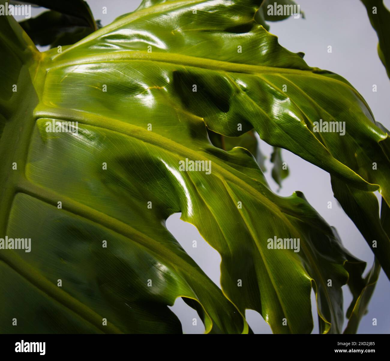 Grande foglia verde brillante immagini e fotografie stock ad alta ...
