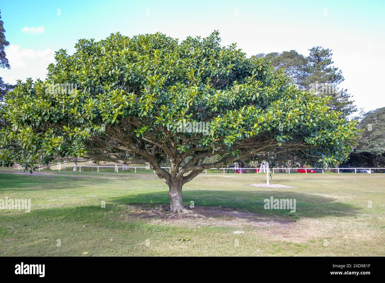 Ficus rubiginosa port jackson fig immagini e fotografie stock ad alta ...
