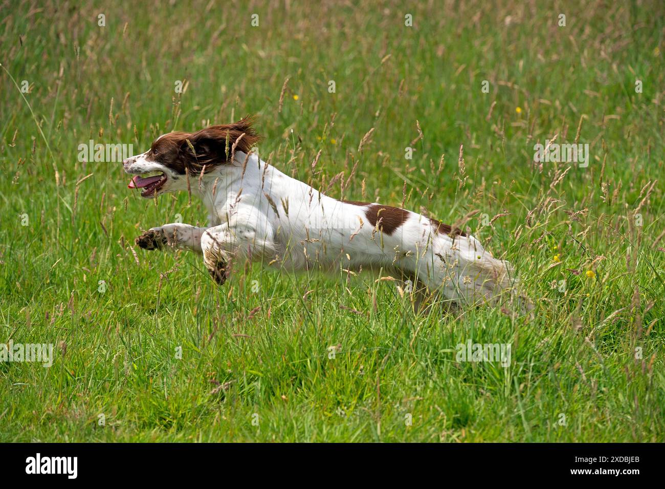 English springer spaniel immagini e fotografie stock ad alta ...