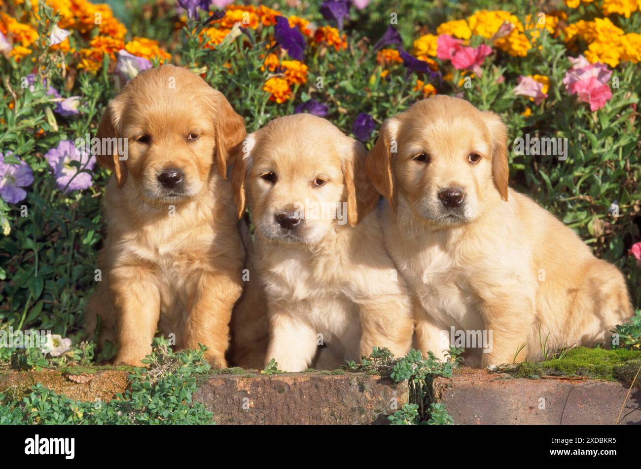 Tre cuccioli di cane golden retriever nel giardino immagini e ...