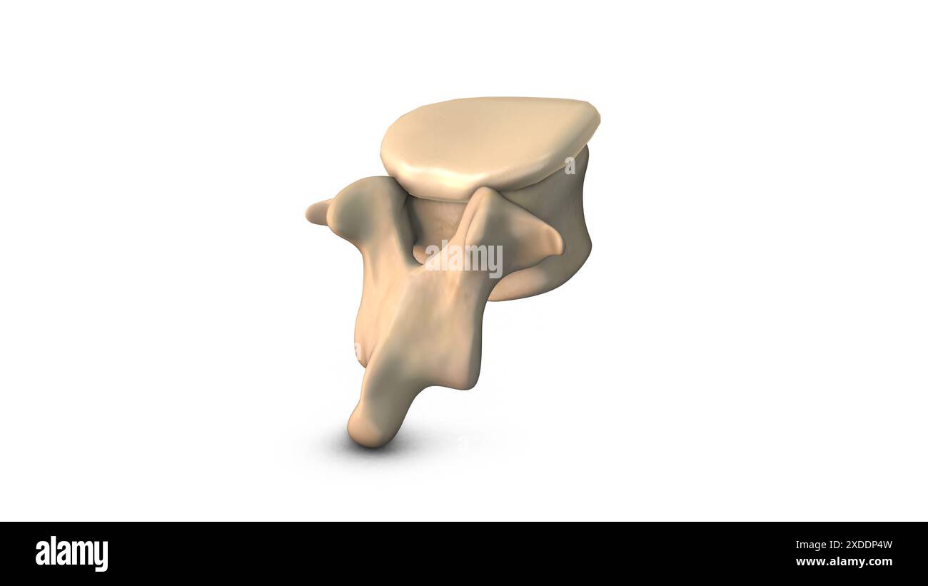 Lumbar vertebra immagini e fotografie stock ad alta risoluzione - Alamy