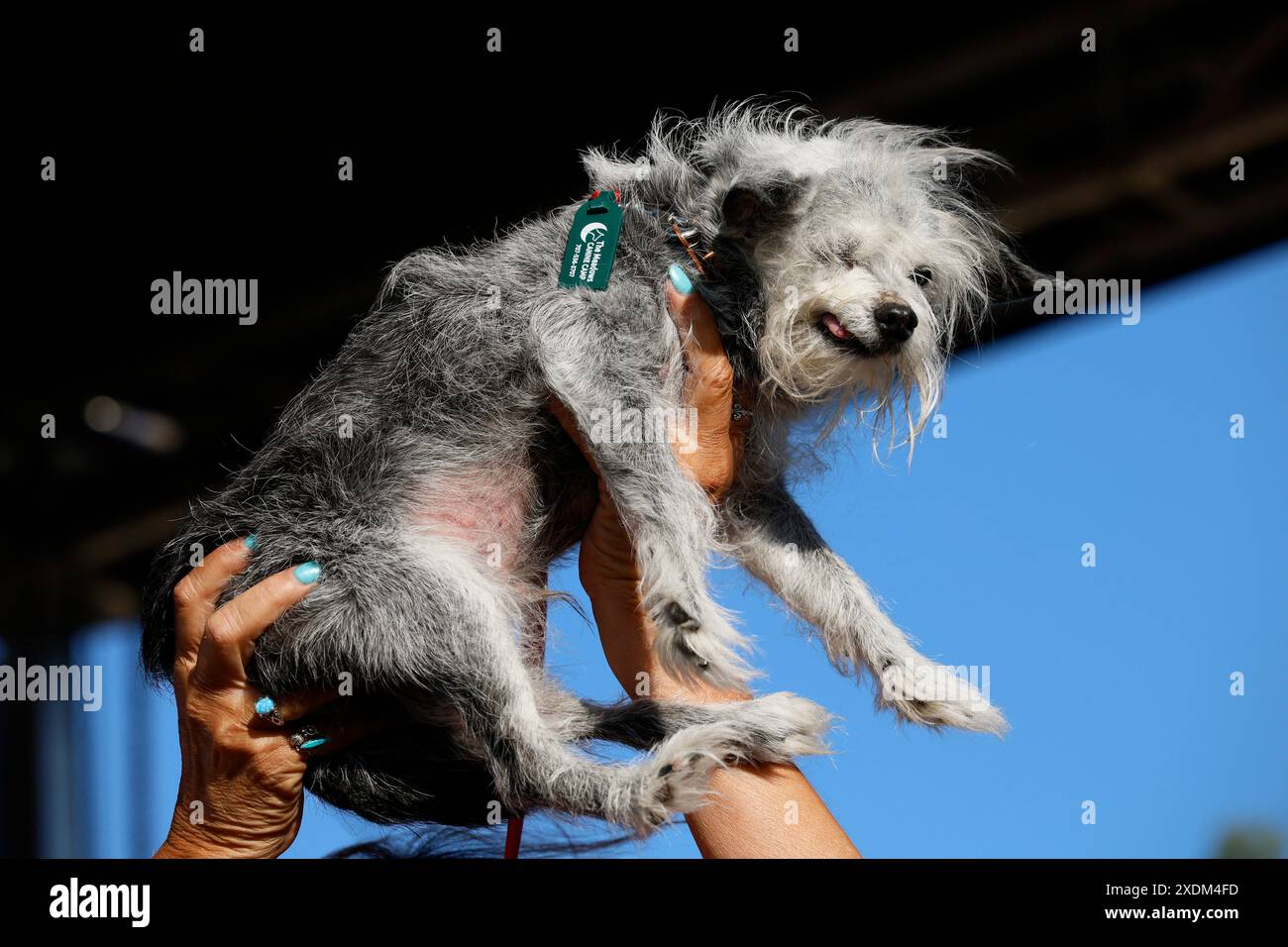 Petaluma, California, Stati Uniti. 21 giugno 2024. Uno dei tanti ...