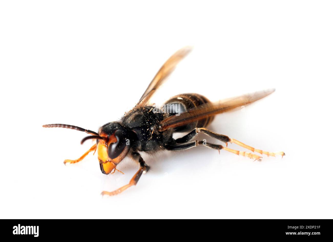 Calabrone asiatico immagini e fotografie stock ad alta risoluzione - Alamy