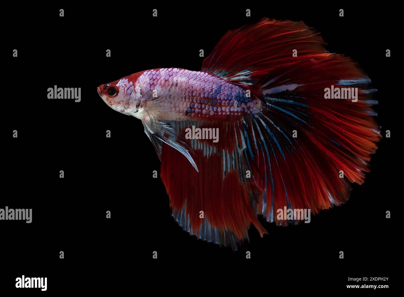 Sfondo nero pesce d'oro immagini e fotografie stock ad alta risoluzione - Pagina 2 - Alamy