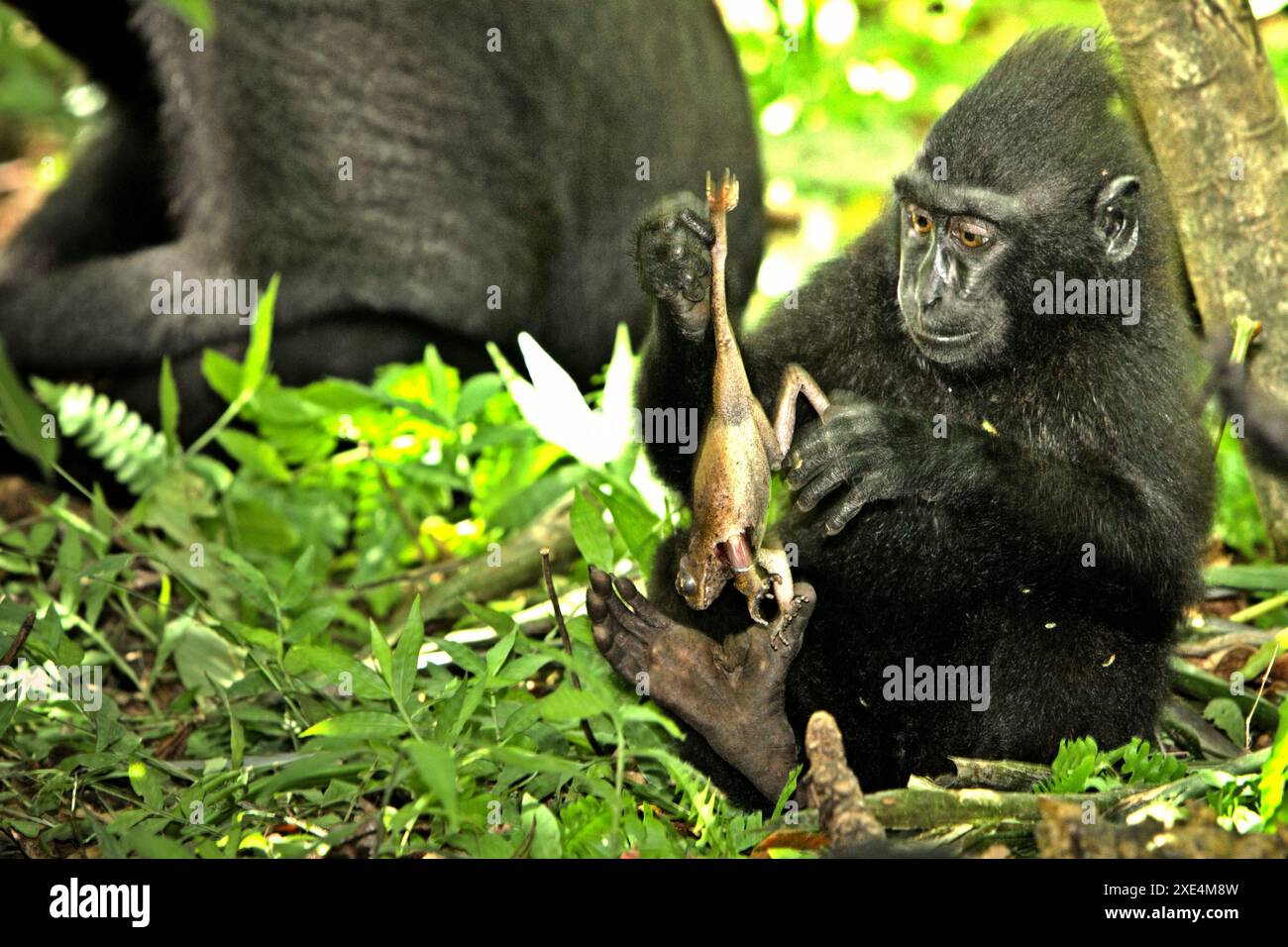 Diete dei primati immagini e fotografie stock ad alta risoluzione - Alamy