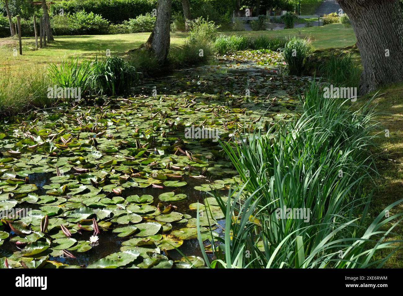 Stagno delle ninfee immagini e fotografie stock ad alta risoluzione - Alamy
