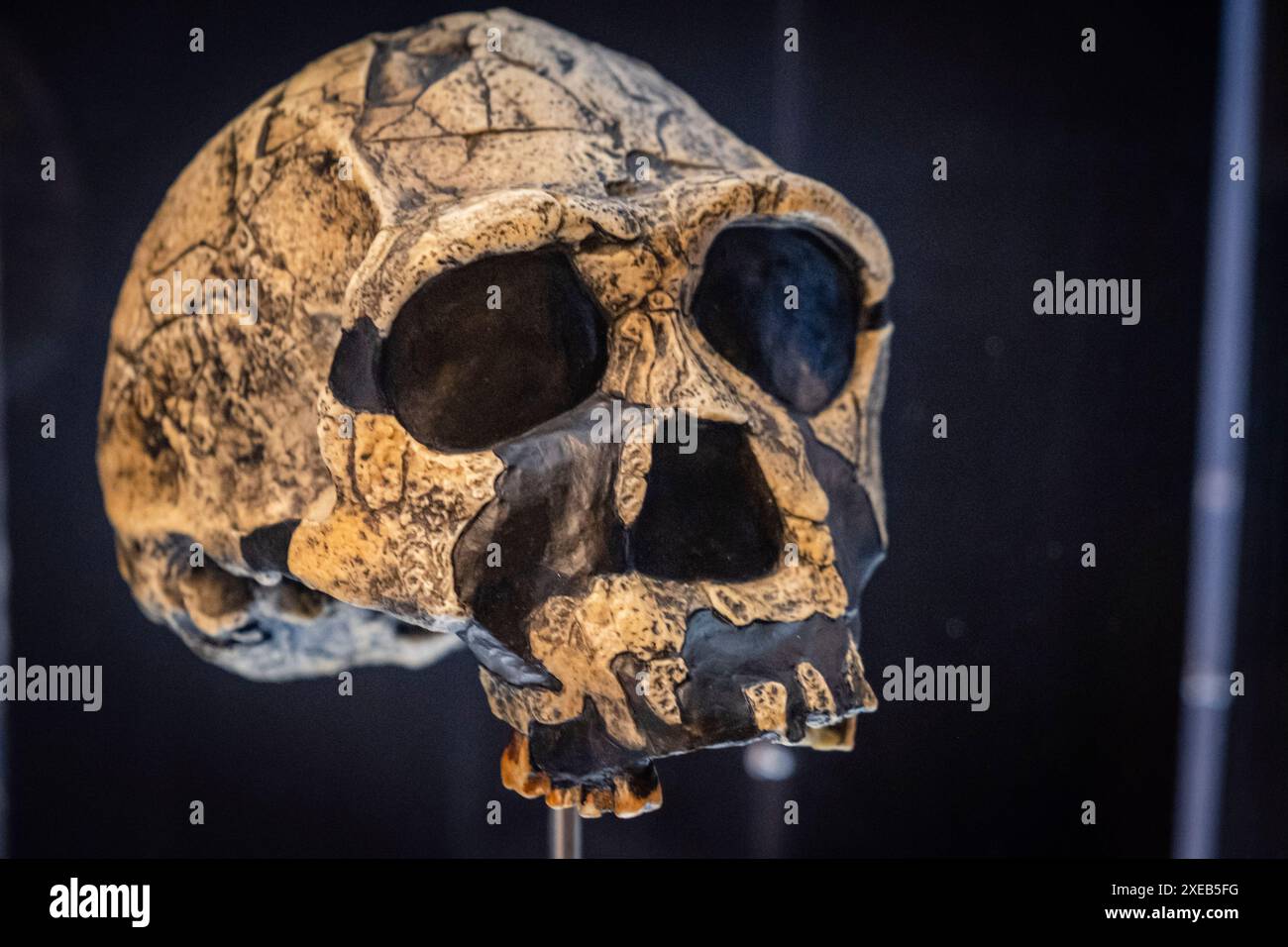 Homo ergaster immagini e fotografie stock ad alta risoluzione - Alamy