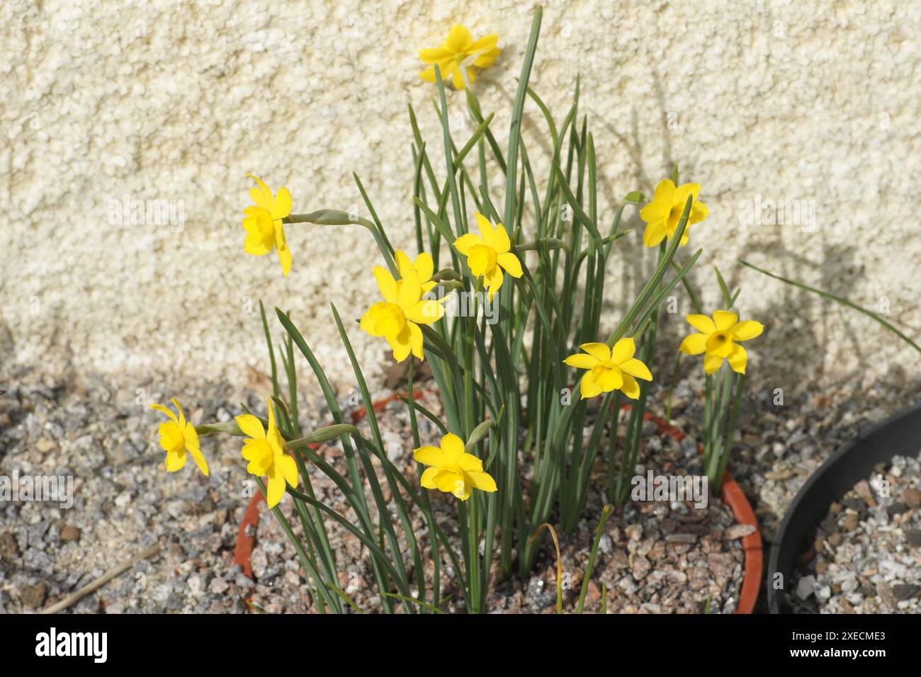 Narciso poeticus x narcissus pseudonarcissus immagini e fotografie ...