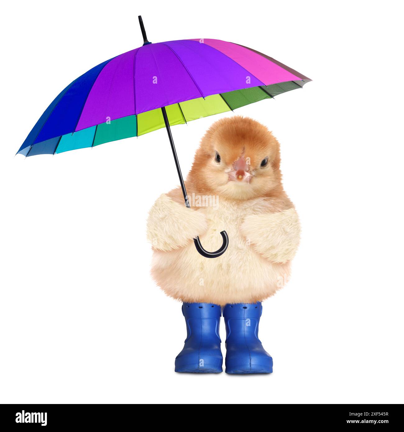 Simpatica pulcino soffice con ombrello arcobaleno e stivali da pioggia ...