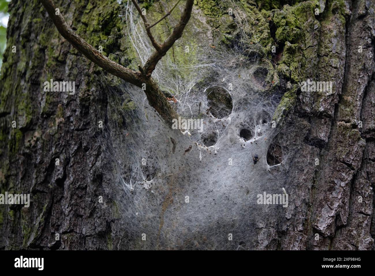 Nido di falena processionaria immagini e fotografie stock ad alta ...