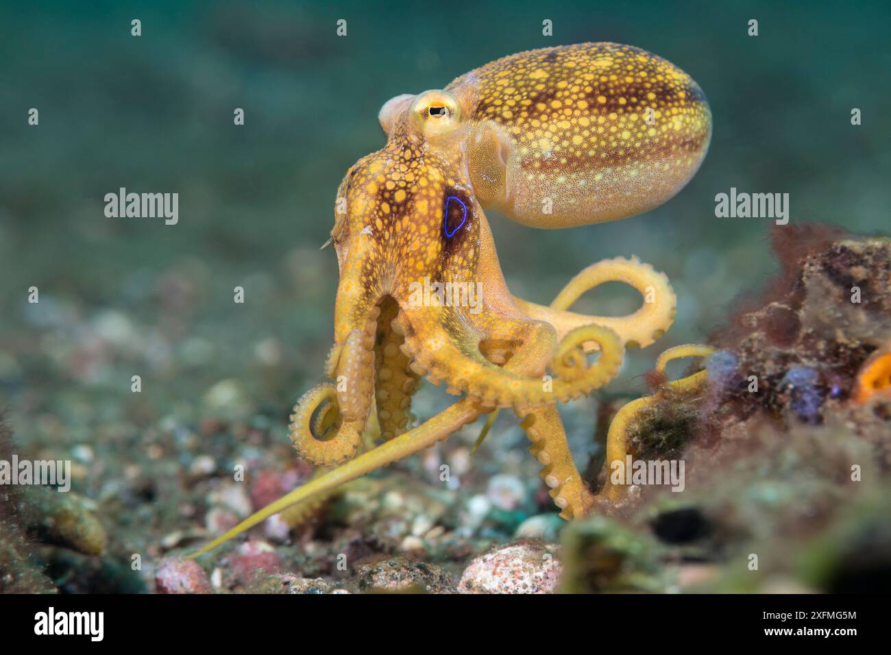 Polpo Mototi / polpo ocellato (Amphioctopus mototi) che porta il suo ...