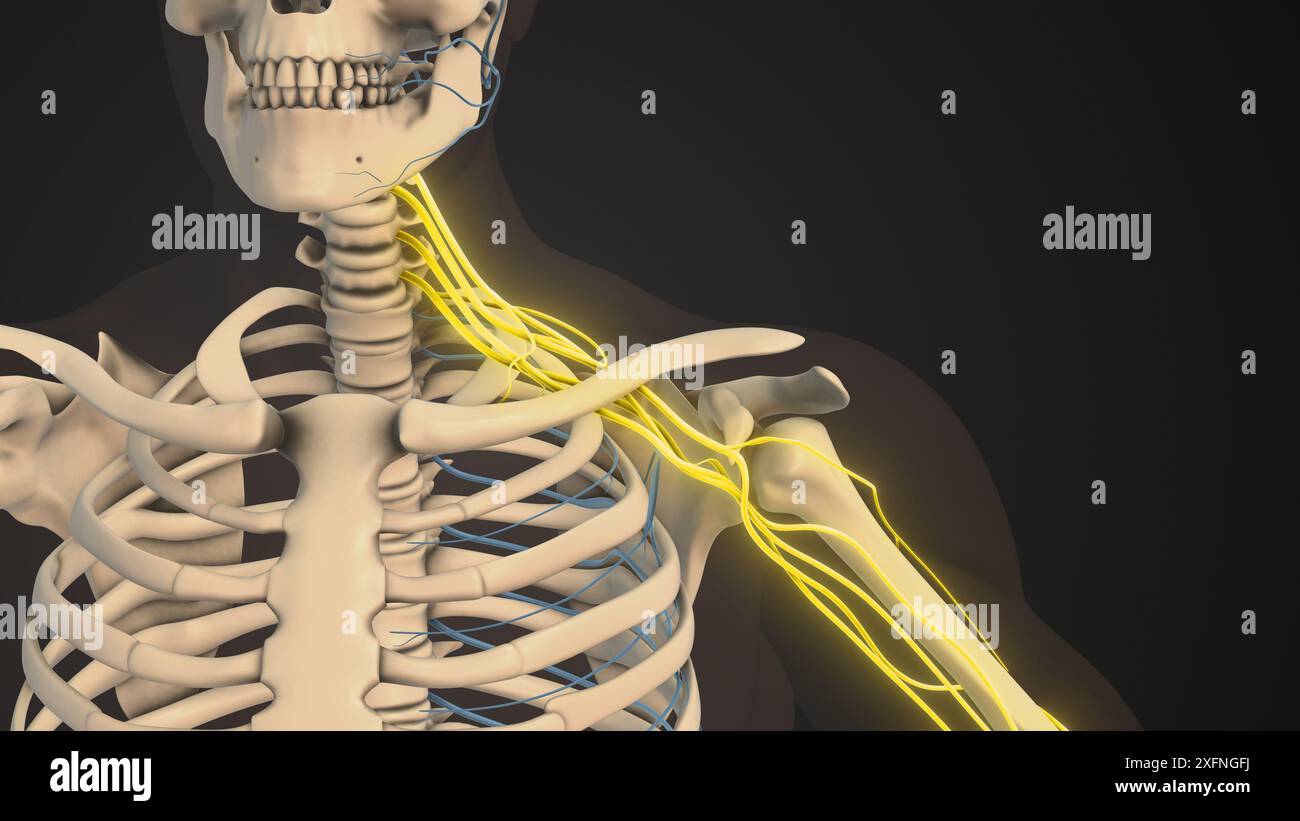 Neurone struttura immagini e fotografie stock ad alta risoluzione - Alamy