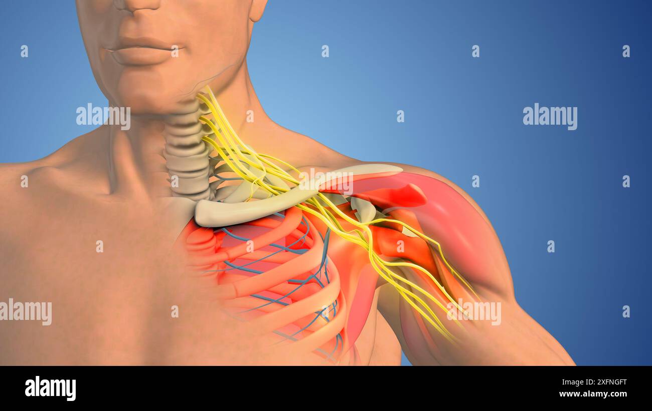 Neurone struttura immagini e fotografie stock ad alta risoluzione - Alamy