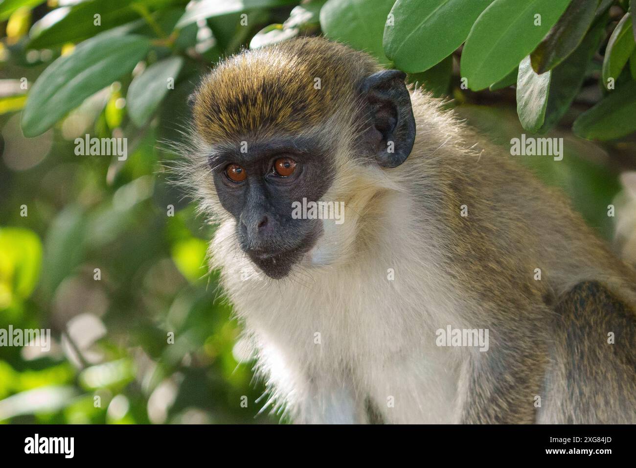 Scimmia verde africana immagini e fotografie stock ad alta risoluzione ...